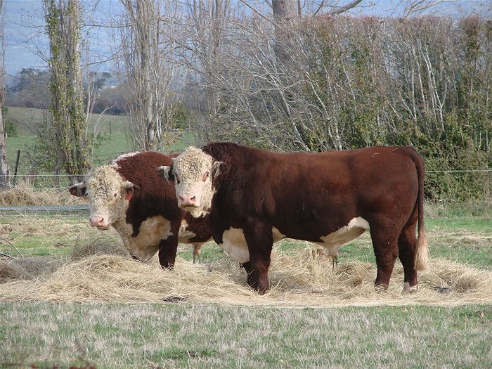 Red meat slaughter rates rise - ABC News