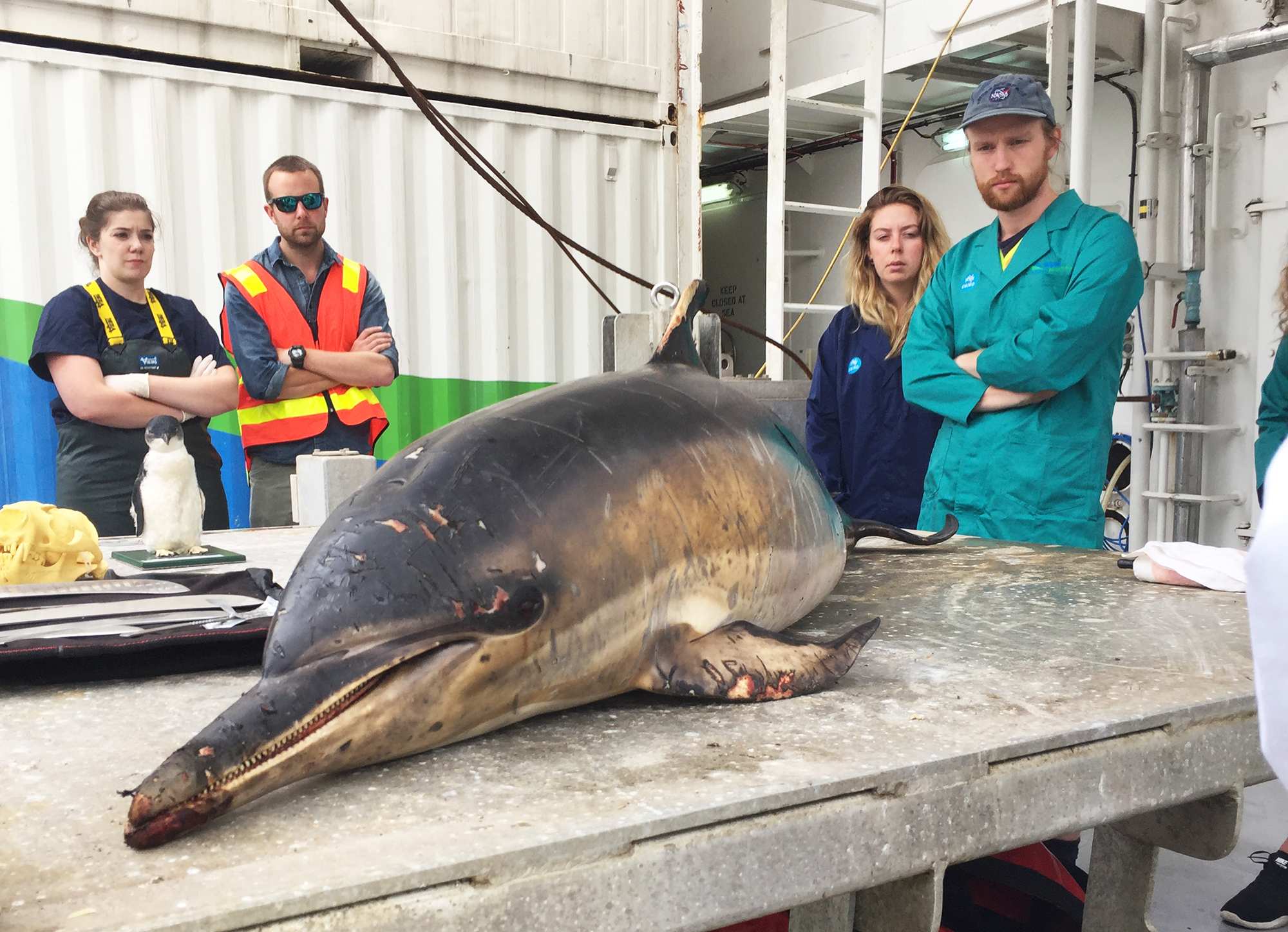 Dissecting a dolphin packs an olfactory punch and critical learnings ...