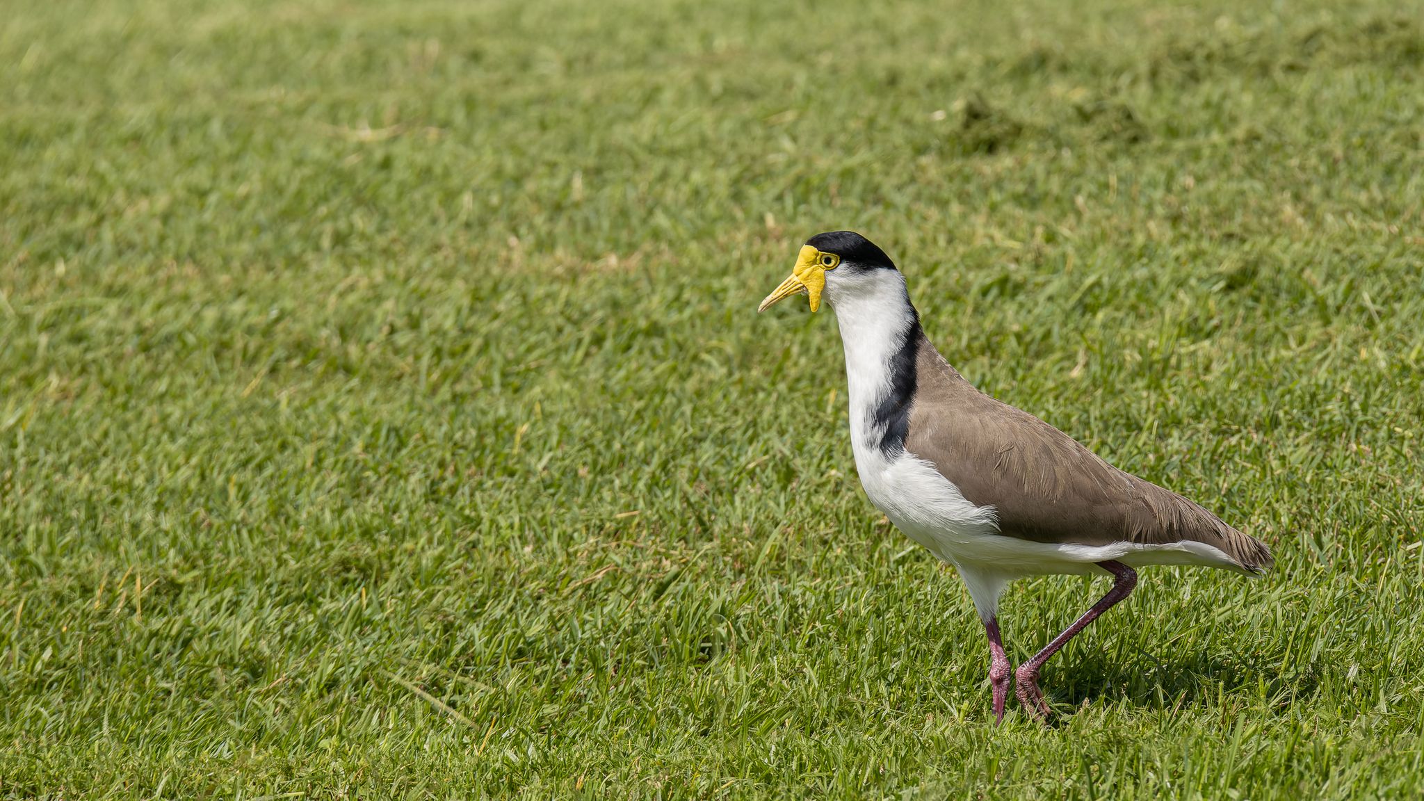 Queensland plovers' extended 2022 breeding season ends with cold start ...