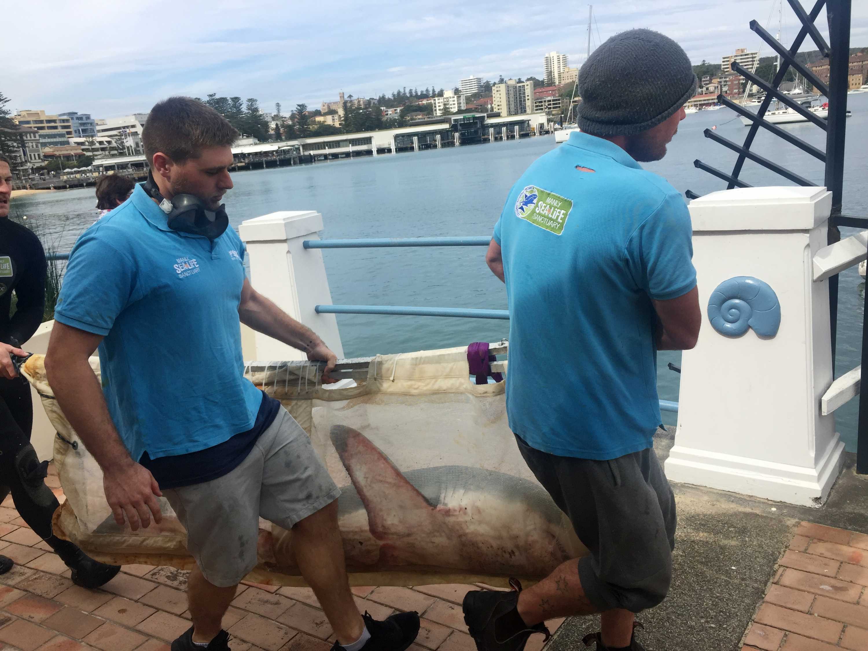 Manly Beach shark returned to ocean after spending night at Sydney ...