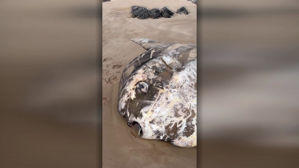 Huge dead fish washes up at Petrel Cove near Victor Harbor in SA - ABC News
