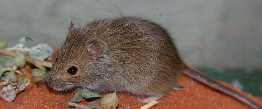 Student finds 'extinct' desert mouse - ABC News