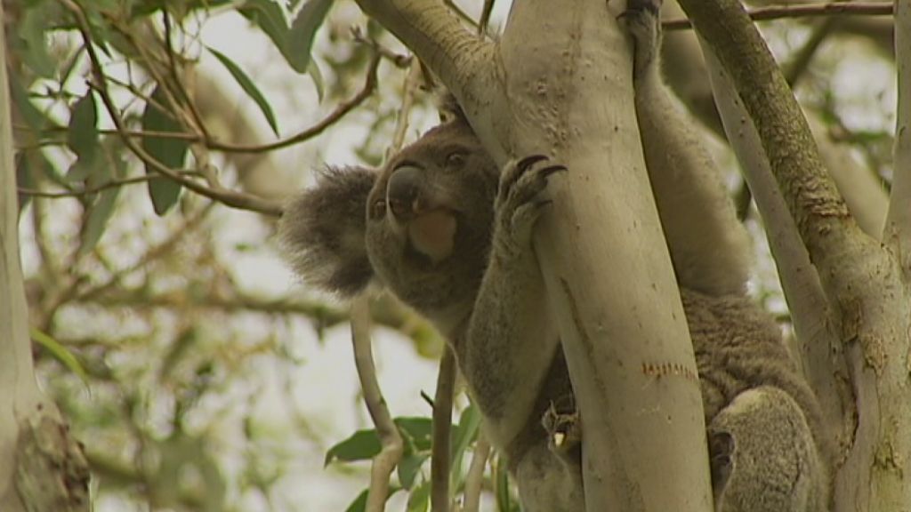 Highway upgrade threatens northern NSW koala colony - ABC News