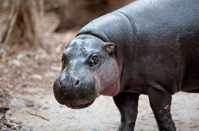 Last Adelaide Zoo pygmy hippo dies - ABC News