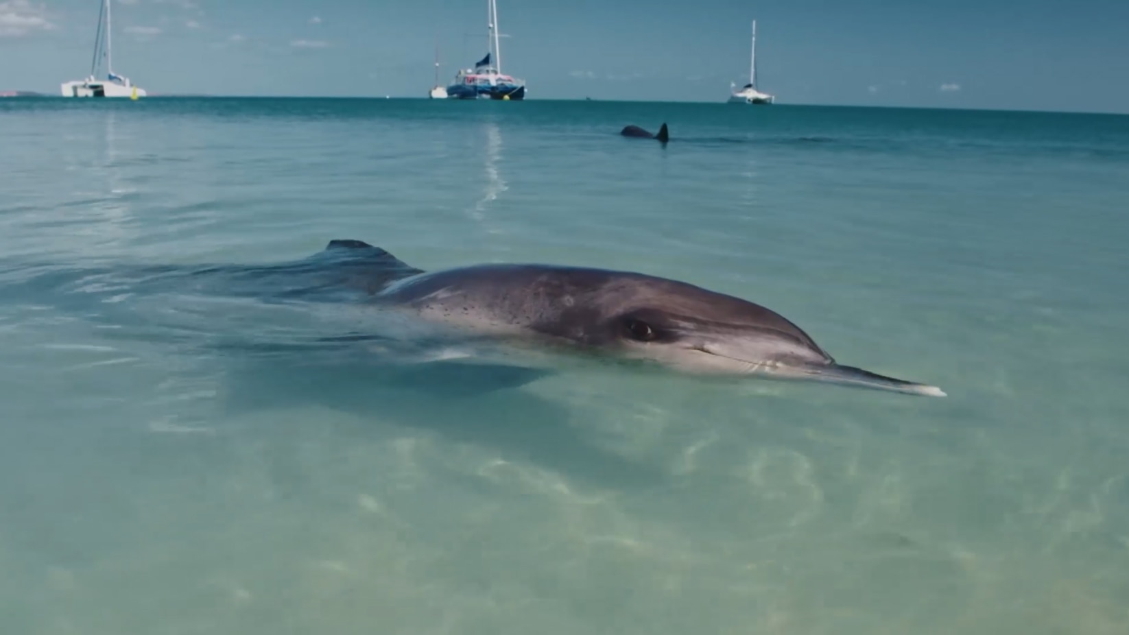 Researching dolphins - ABC Education