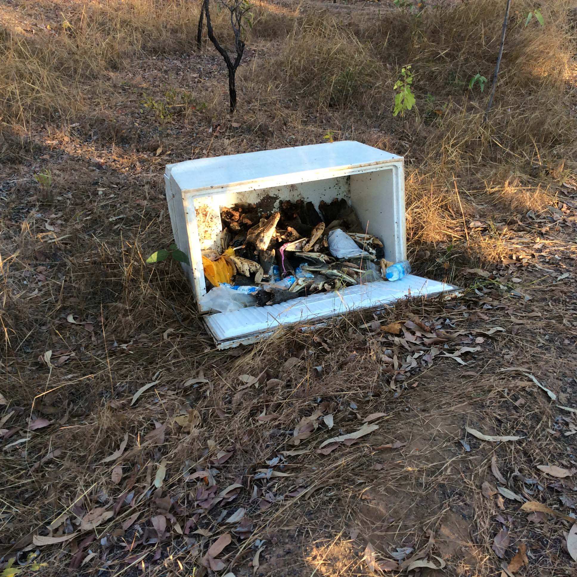 Dozens of rotting crocodile heads found dumped in Darwin freezer box ...