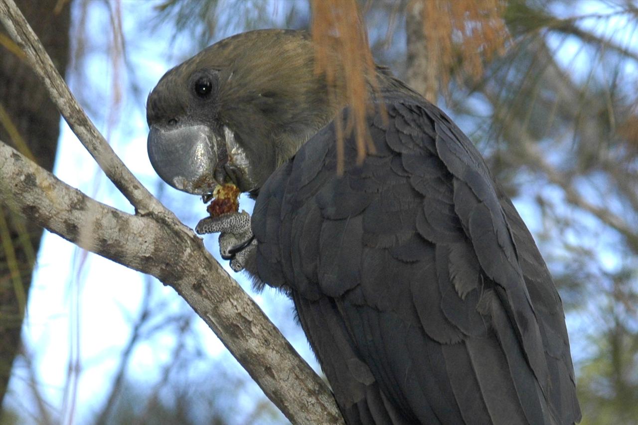 Hunting the glossy black cockatoo - ABC News