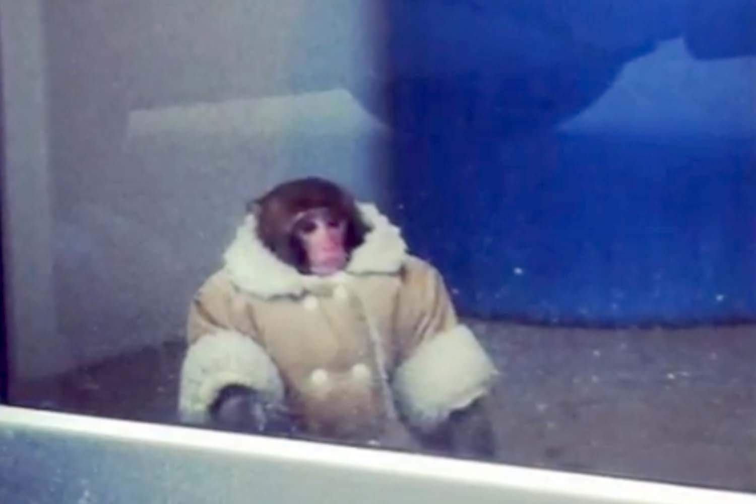 Stylish IKEA monkey goes viral - ABC News