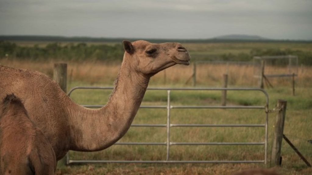 Camel Queens: Showcasing life as a camel farmer through social media ...