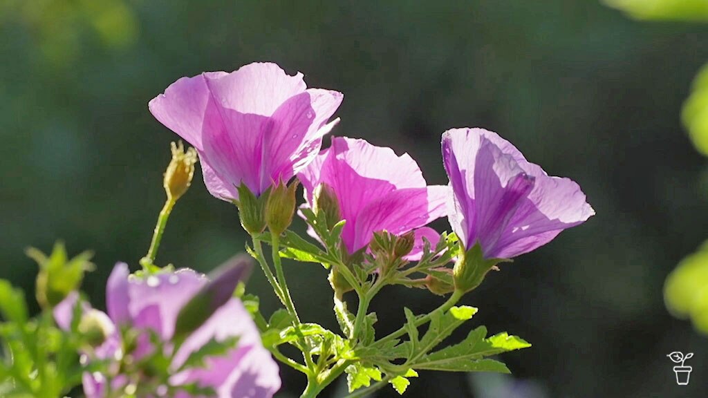 Plant Profile | Native Hibiscus - Gardening Australia