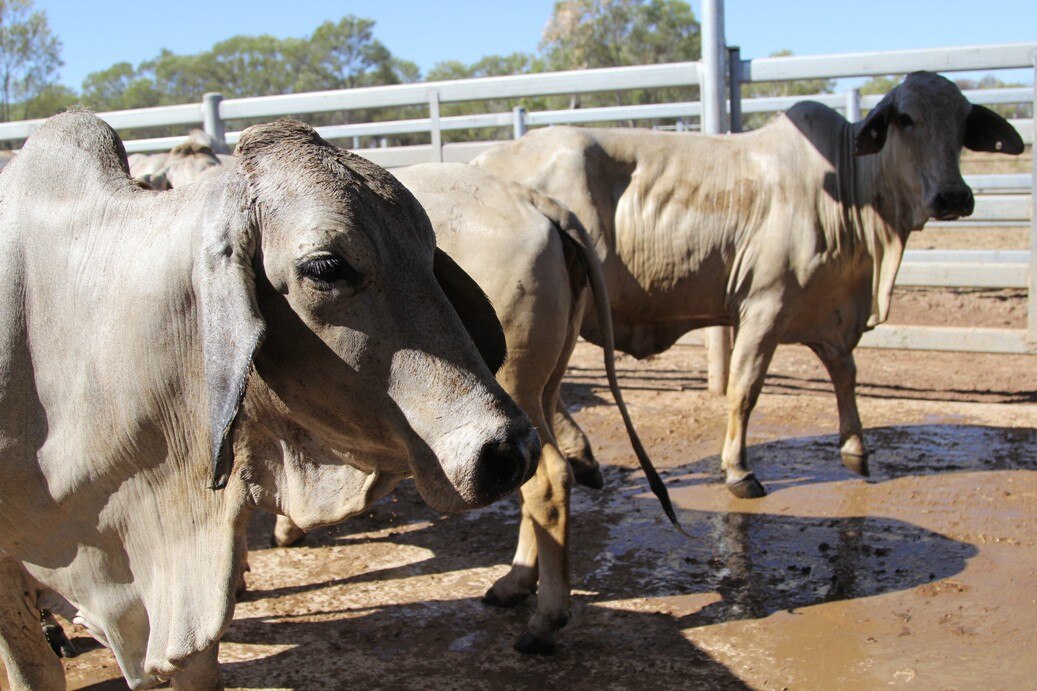 Dipping and spelling station a positive diversification for Top End ...