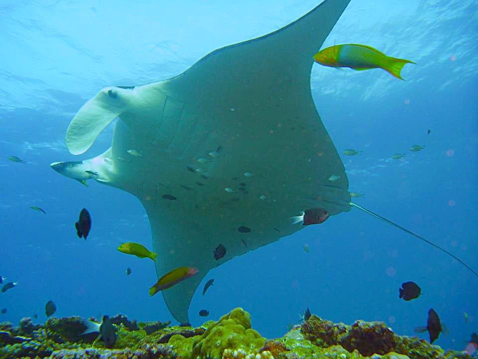 Floods spark manta ray feeding frenzy - ABC News
