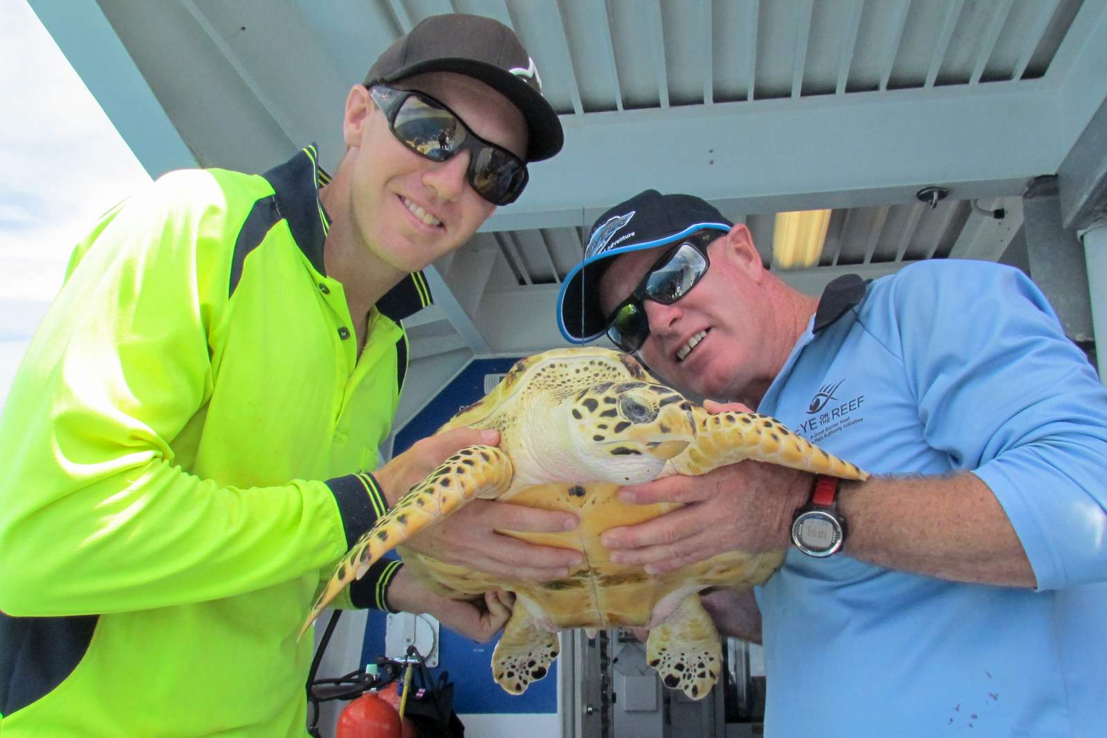 Harry the hawksbill turtle released by Cairns rescuers after 833 days ...
