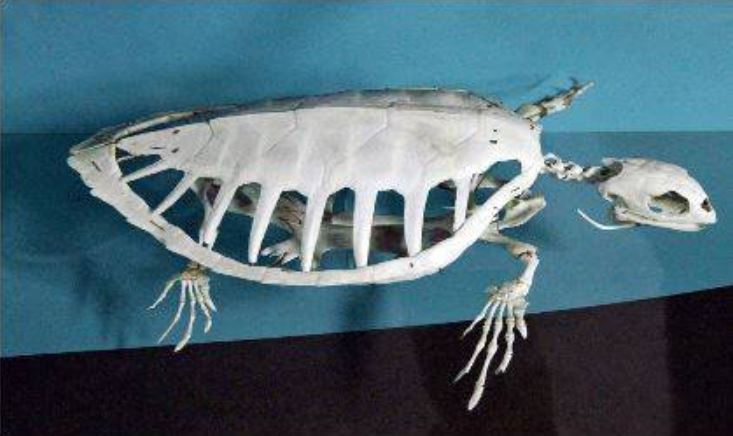 Rare animal skeletons dating back to 1880 stolen from Sydney University ...