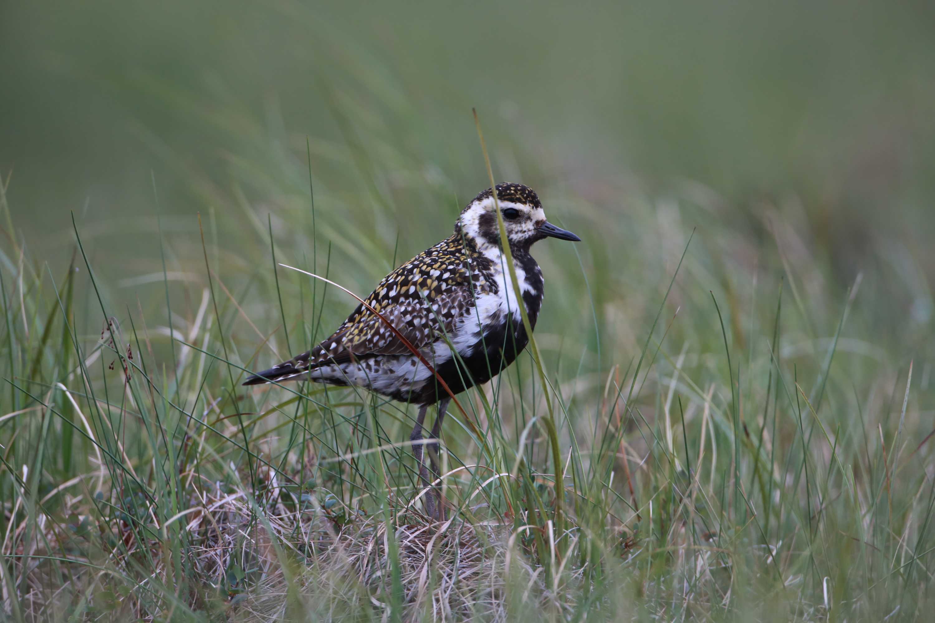 Flying for your life: Birds without borders - ABC Radio National