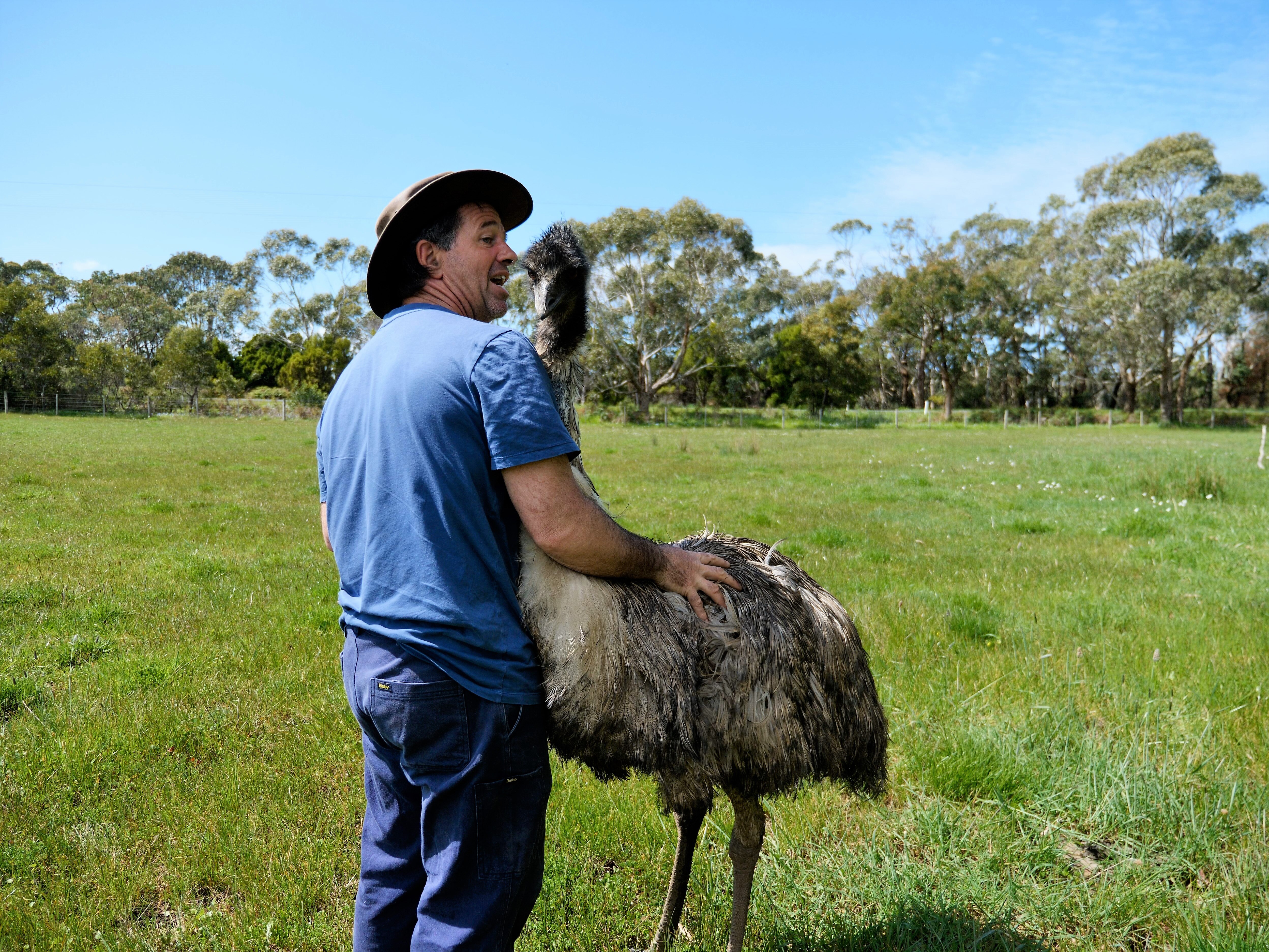 Guardian emus eat locusts, kill foxes on Portland raspberry farm — and ...