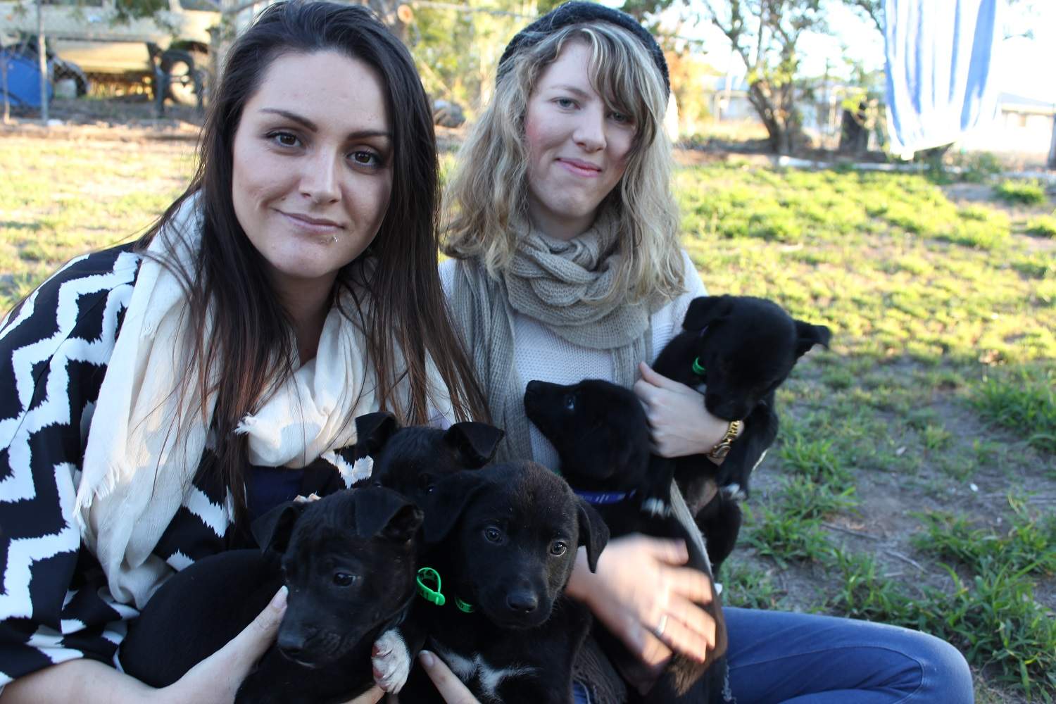 Social media saving the lives of abandoned animals on death row - ABC News