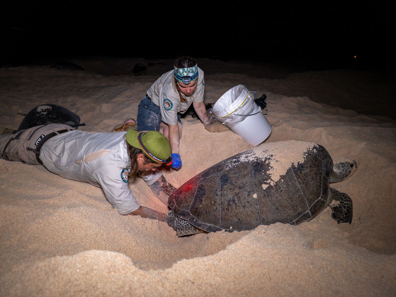 Thousands of baby green sea turtles head to sea after successful egg ...