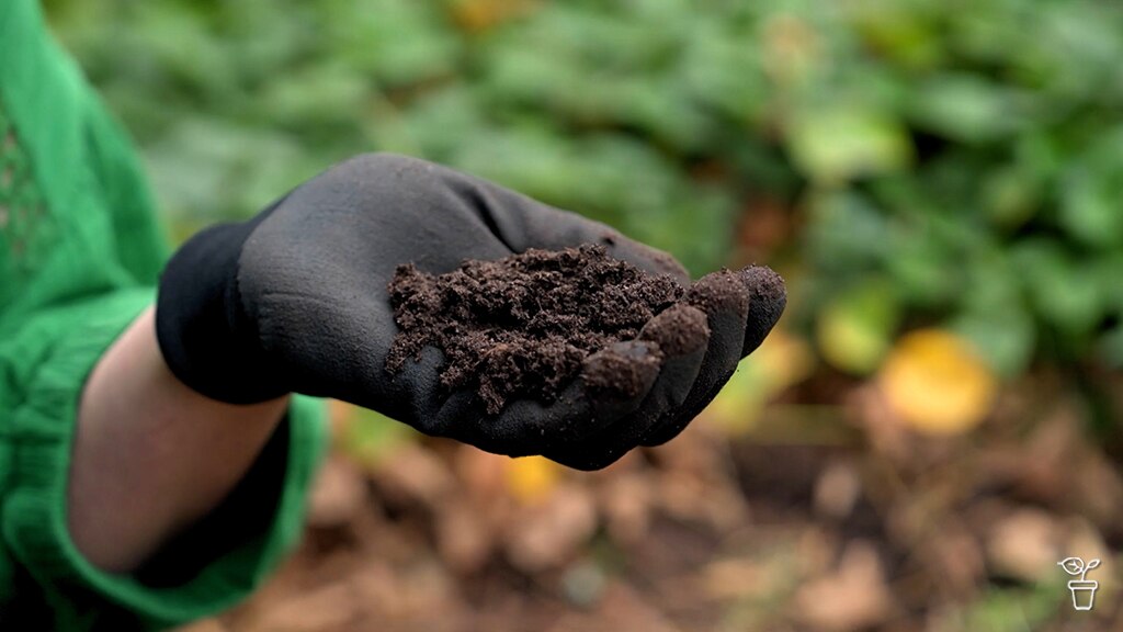 FAQs - Loam | Corten | Seed saving - Gardening Australia