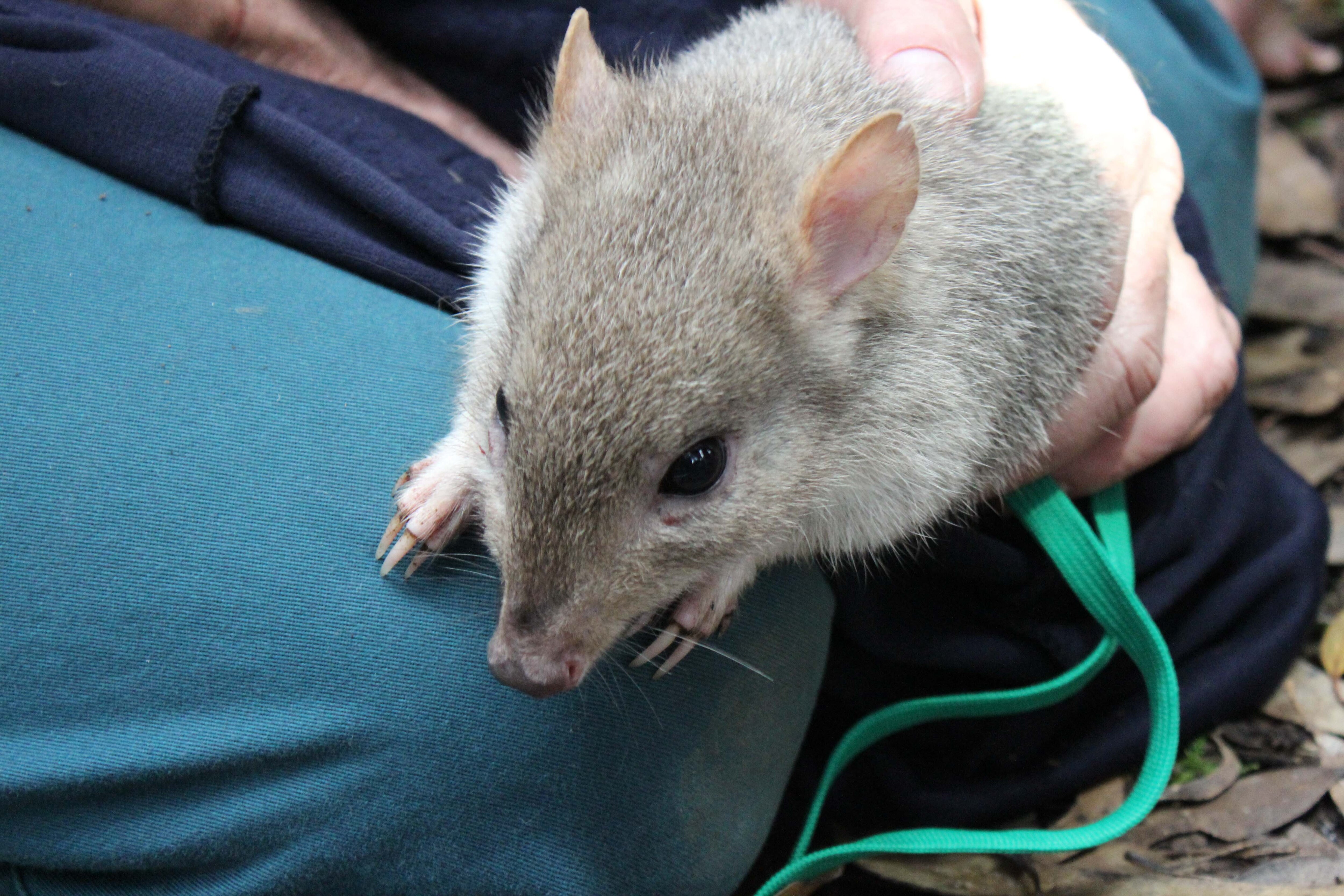 Rare marsupials found fat and happy in new home - ABC News