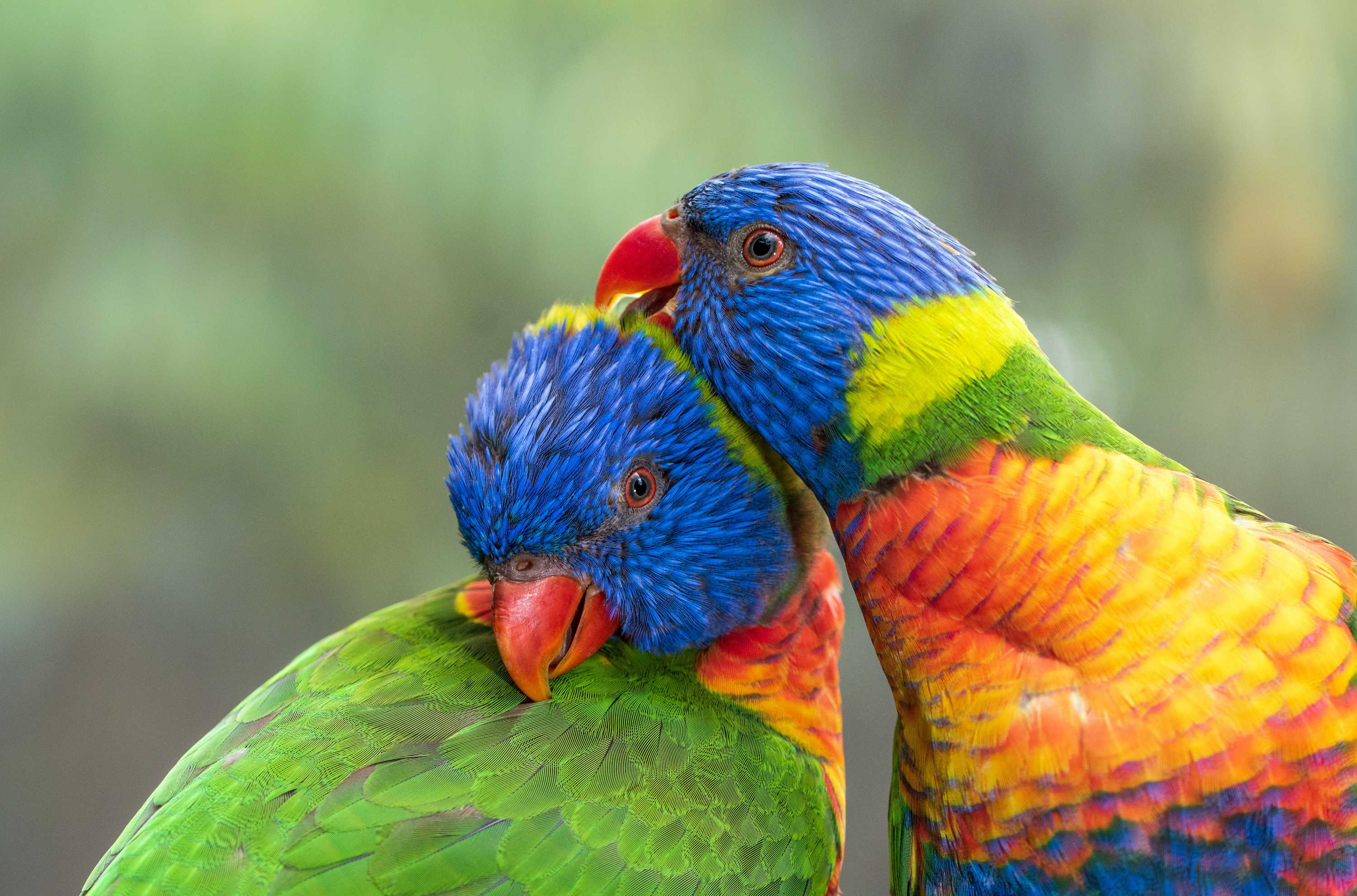 Aussie backyard bird count: why citizen science leads us to ask crucial ...