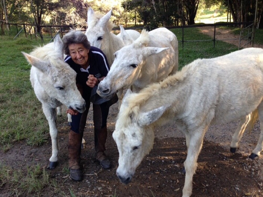 Age no barrier for senior dressage master Esther Brooks - ABC News