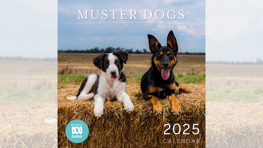 ABC Muster Dogs Product Range - ABC Shop ABC Muster Dogs Product Range - ABC Shop
