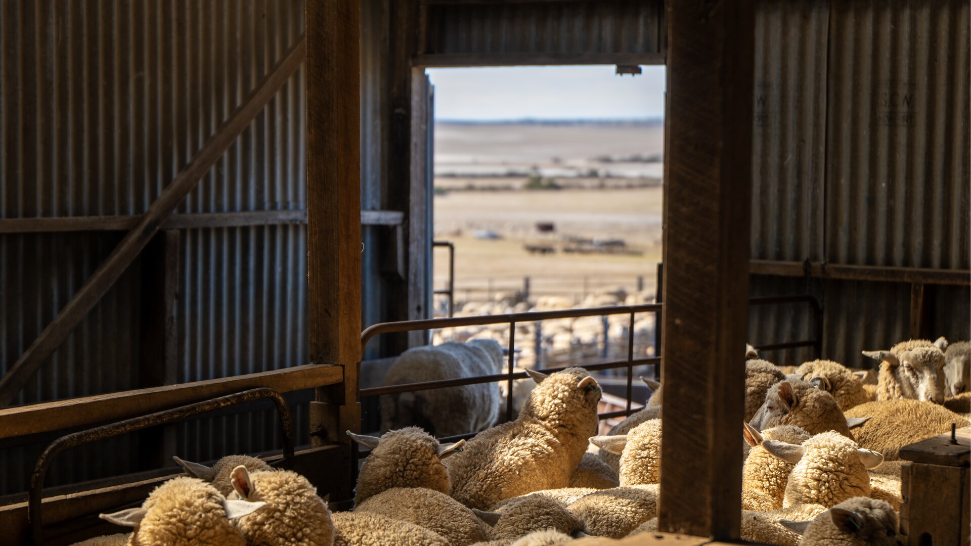 'Mobilised' and angry farmers meet federal MPs as live sheep export ban ...