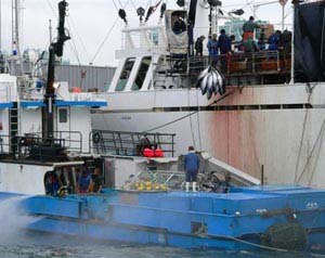 Industry questions illegal tuna fishing claims - ABC News