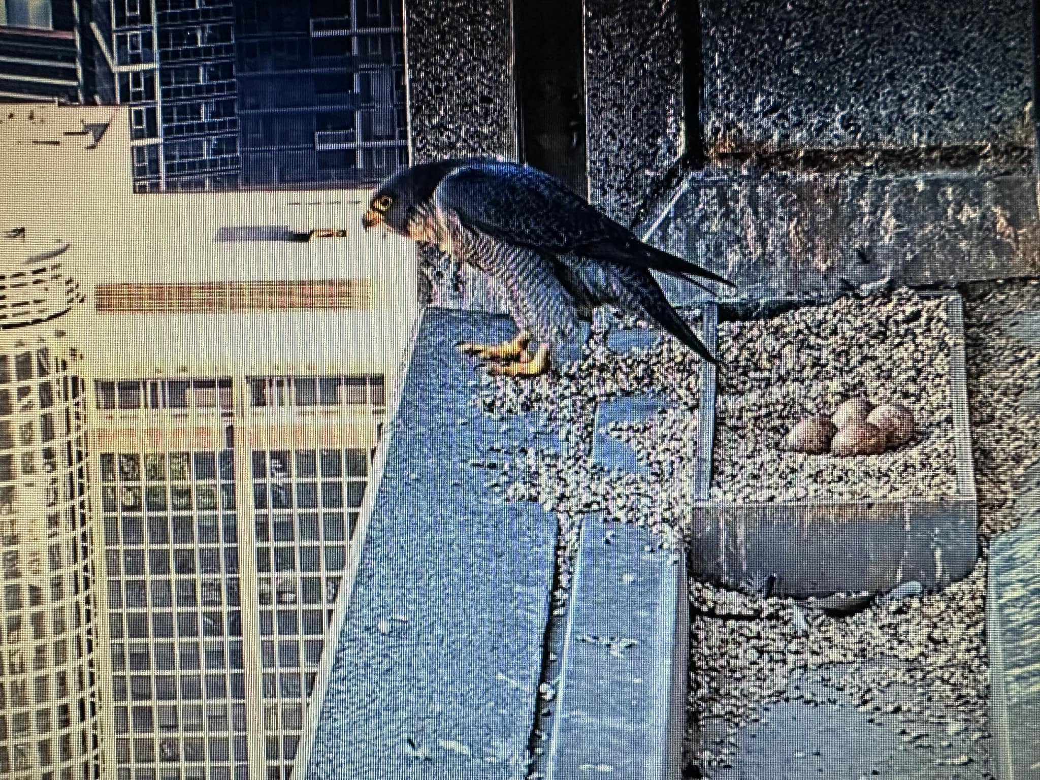 Sadness for Melbourne's high-rise falcon family as eggs deemed not ...