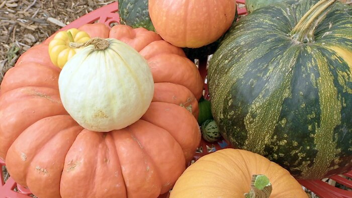 Growing Pumpkin - Gardening Australia