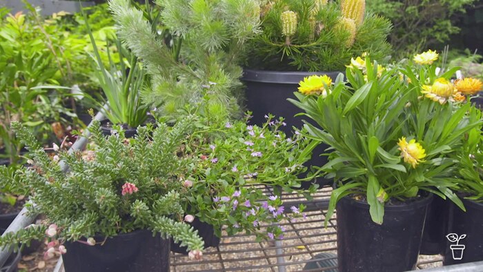 Native Plants in Pots - Gardening Australia