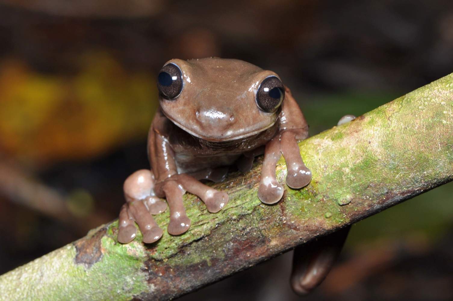 New chocolate frog latest in just one of hundreds of new species found ...