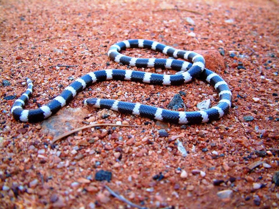 Central Australian Bandy Bandy snake can almost stand up and now is the ...