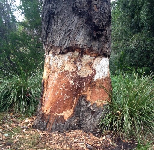 Vandals attack historic trees at Melbourne's Royal Botanic Gardens ...