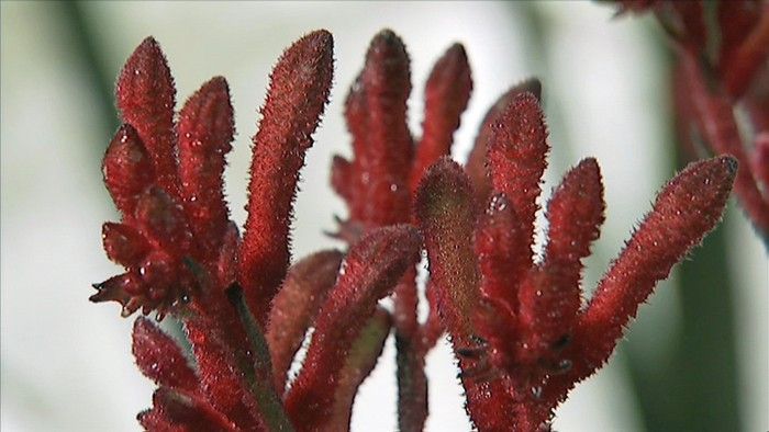 Growing Natives in Pots - Gardening Australia