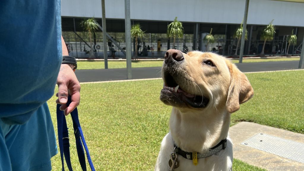 Pups in Prison Program gives families their 'hero' - ABC News