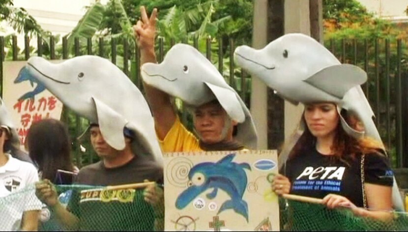 Activists protest Japan's dolphin hunt - ABC News
