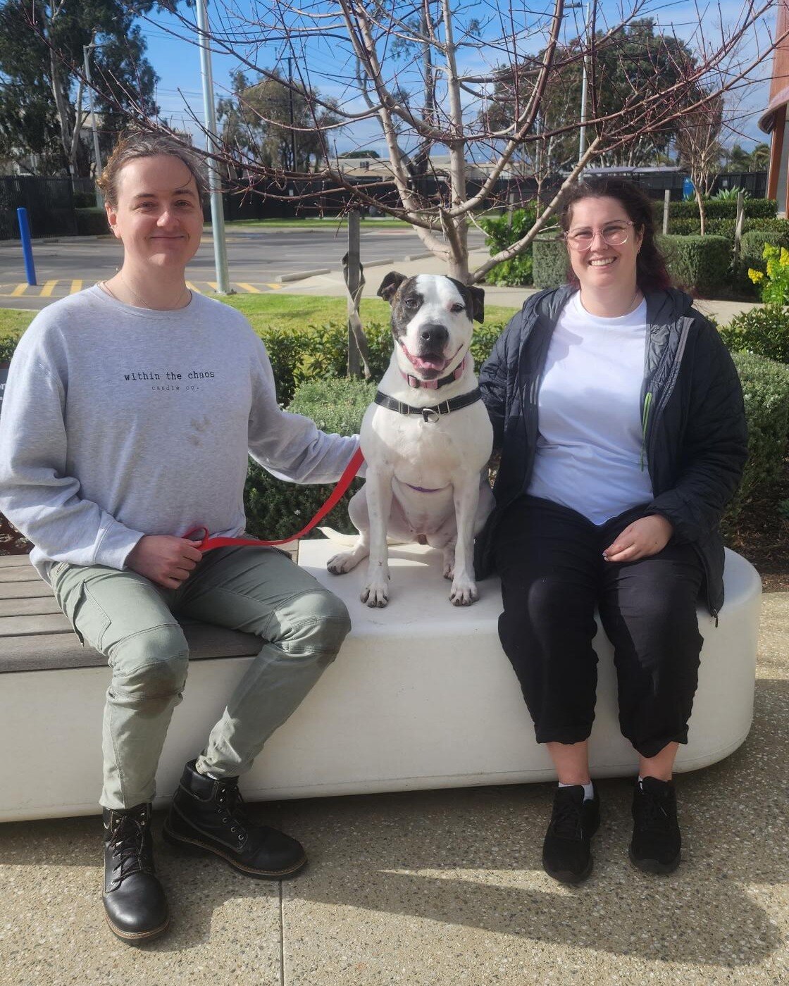 Shilo finds a family after 448 days at Animal Welfare League SA - ABC ...