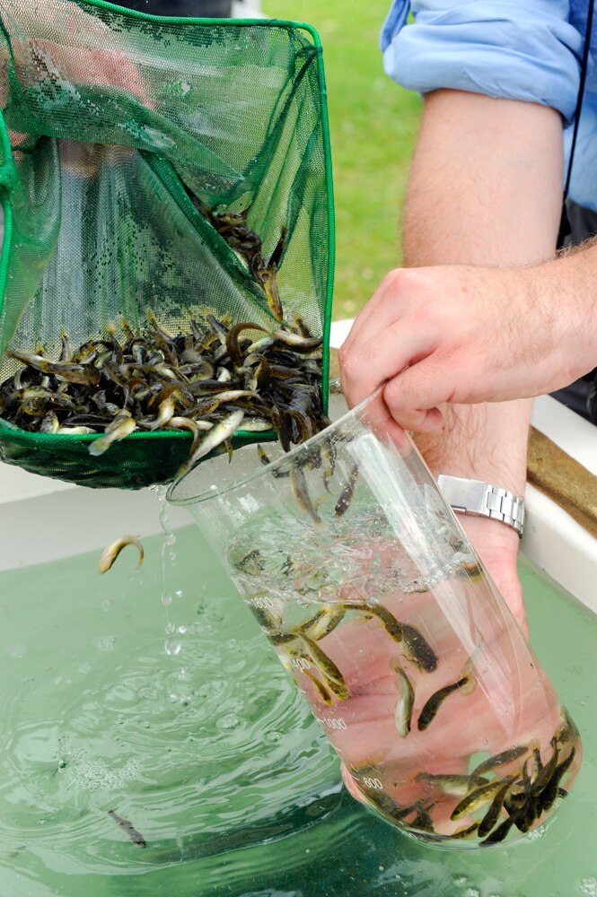 Murray cod fingerlings released for River Murray restock coping well 18 ...