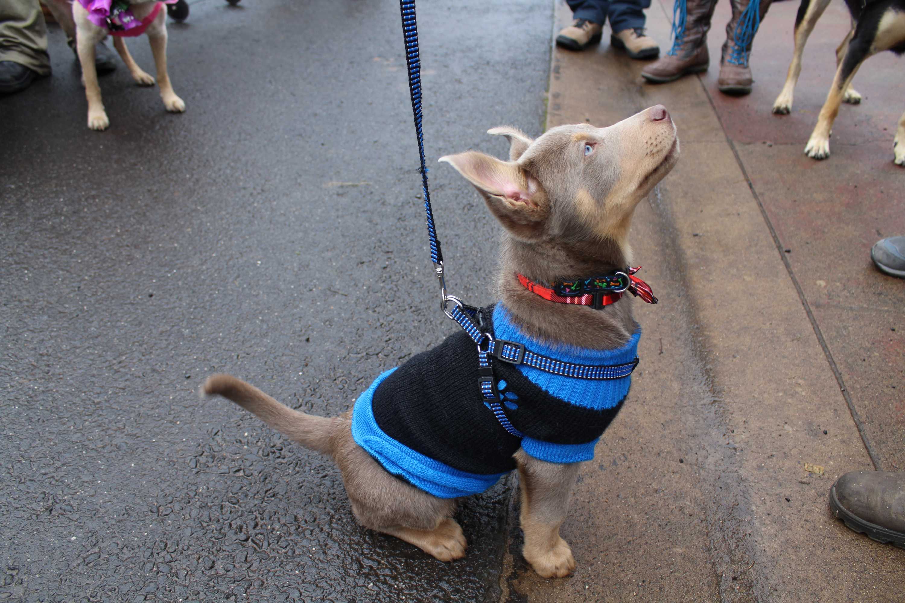 Running into a tree while chasing a stick rules Skip out of annual ...