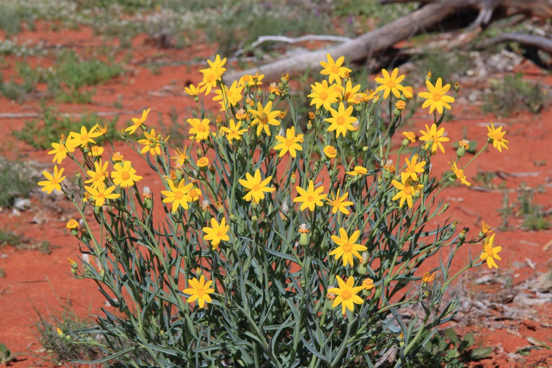 Wildflowers in outback Queensland deliver a pleasant change after best ...