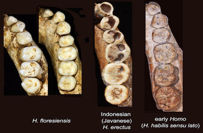 Ancient 'hobbit' humans evolved into new species on isolated island ...