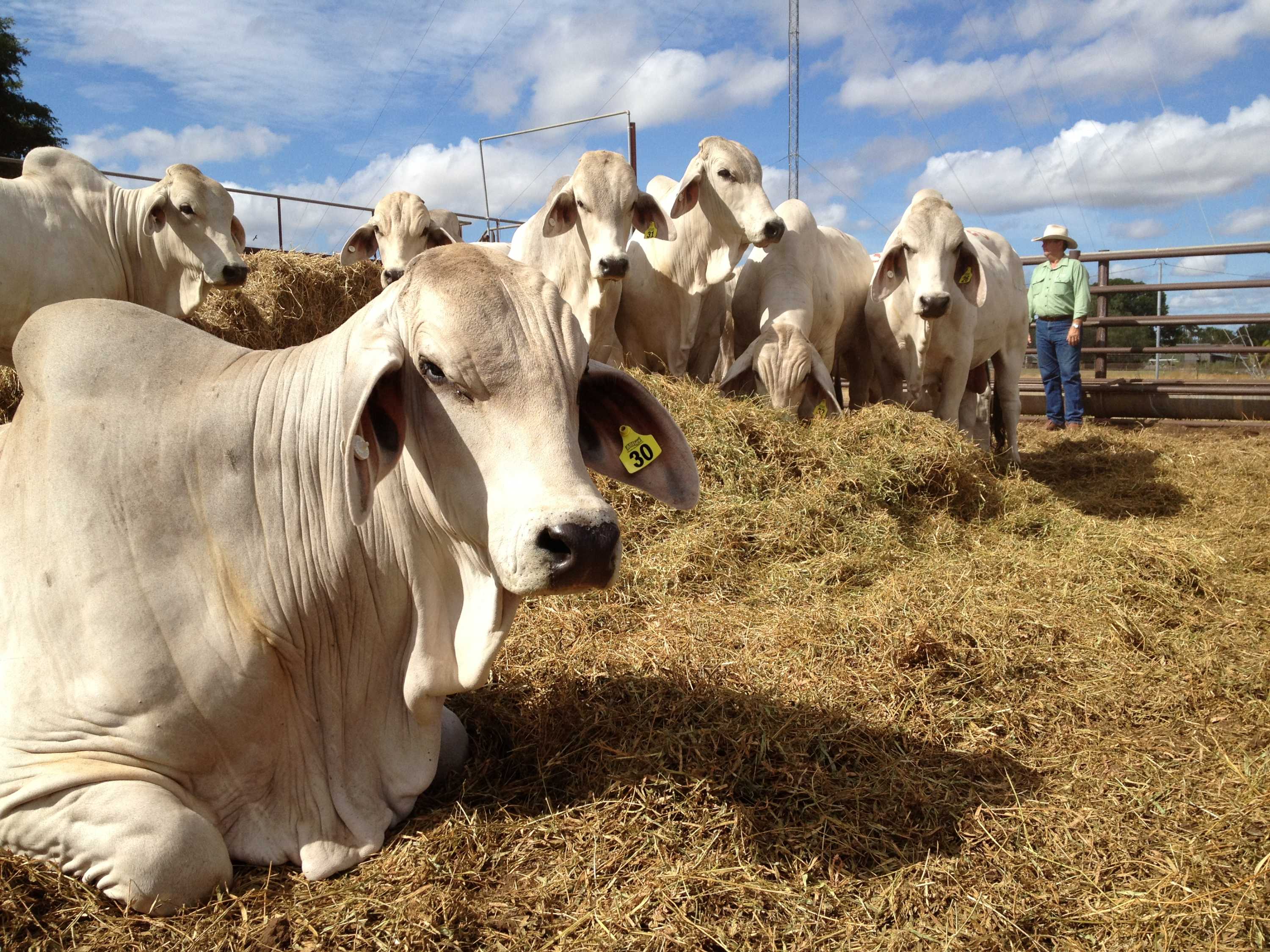 Northern producers to get better bull data - ABC News