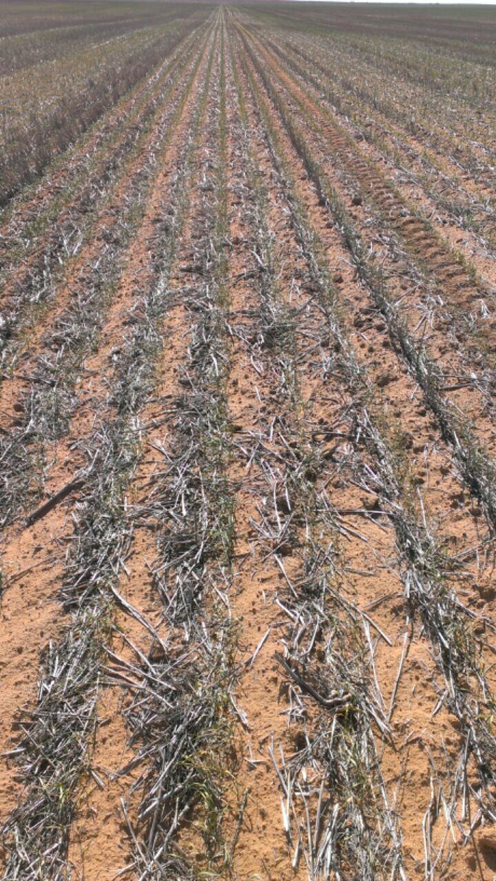 Western Victorian grain crops fail, leaving some growers with nothing ...