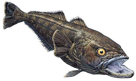 Conservationists welcome toothfish plan - ABC News