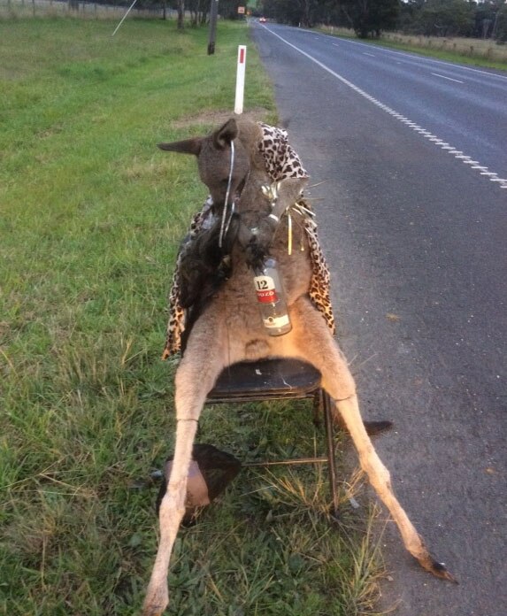 Dead kangaroo found dressed up on side of road in Melbourne's north ...