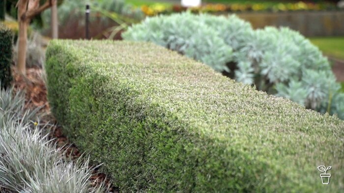 Shrubs to Love - Gardening Australia