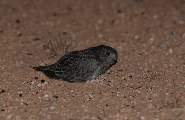 Queensland farmers work with conservation groups to protect rare night ...