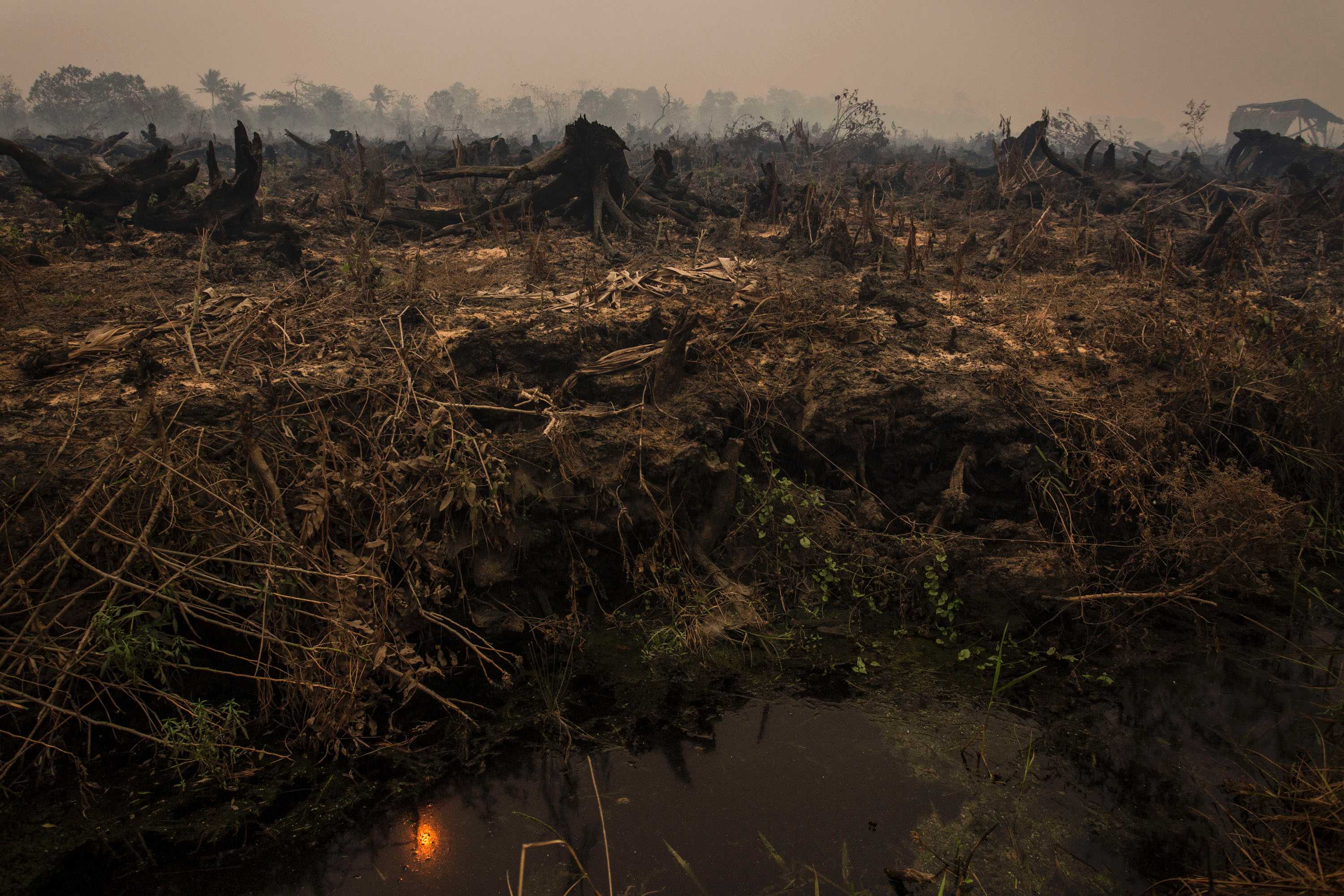 Indonesia's forest fires will happen again - ABC Radio National